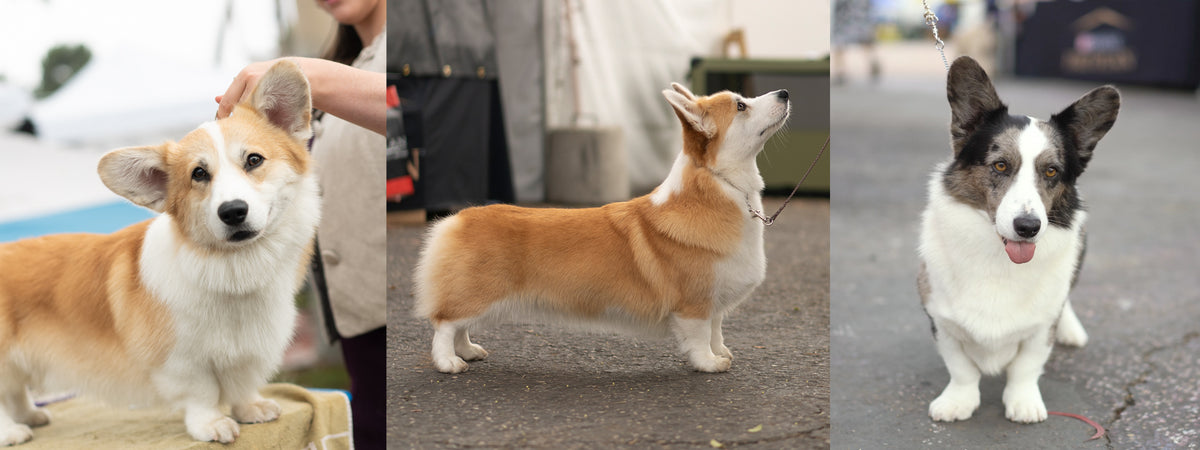 Upcoming Dog Shows – LaCorgi